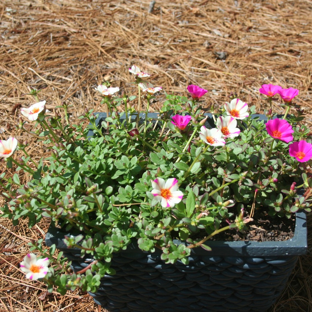 Stream Let Her Go - Passenger Cover ZOOM0846.MP3 by Charlie Bergmann ...