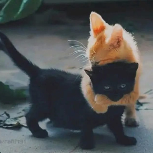 Stream OTSHA - B3TALY F EL CHAT _ خالد أوتشا - بعتالي في الشات طقم ...