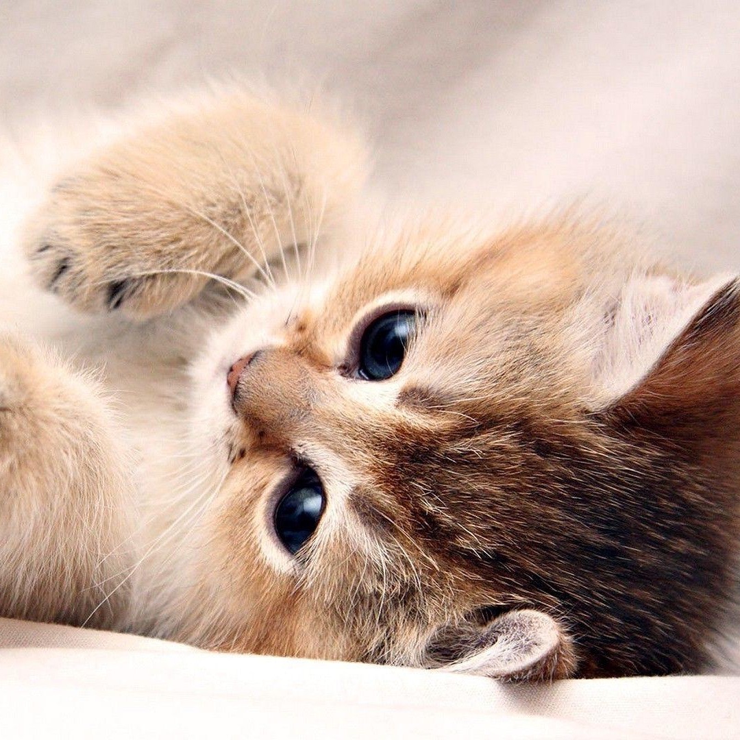 Stream beet battle with cats by @mic_micmicmic1 | Listen online for ...