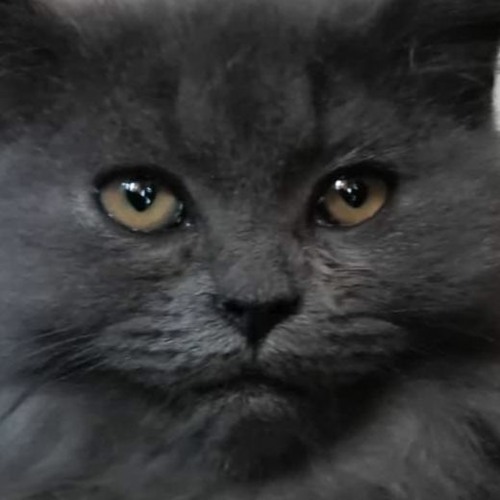 Stream lost egomaniacal cat by Jhon Delos Reyes | Listen online for ...