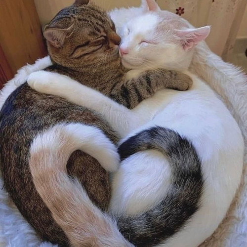 Stream mayhaps mania | Listen to