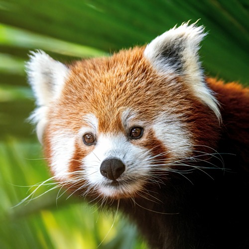 Stream episode Red Panda Audio Encounter by Colchester Zoo Audio ...