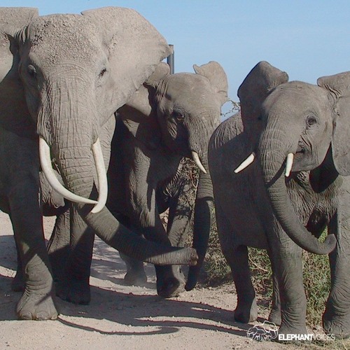 Stream Baroo-Rumble (F0305734) by ElephantVoices | Listen online for ...