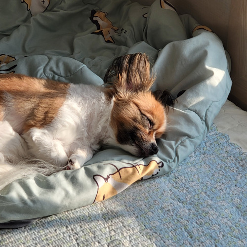 Stream Heather - Conan Gray cover by soappp | Listen online for free on ...