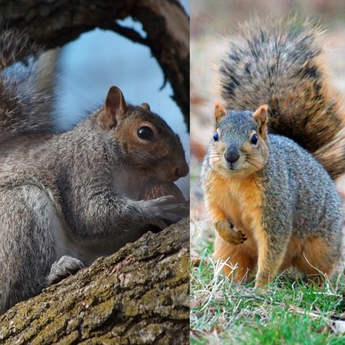 Stream Differences Between Gray & Fox Squirrels by Crystal Bridges ...