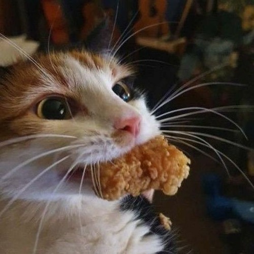 Stream schni schna schnappi by wacky af | Listen online for free on ...