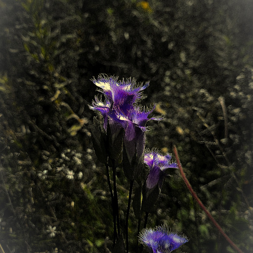 Stream senescent leaves by The Founding Fathers | Listen online for ...