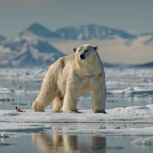 Stream episode Podcast (Cambio Climático En Los Animales) by Alex ...