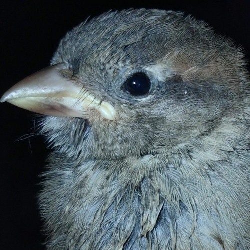 Stream Random Bird Sample Analysis by Soop Loops | Listen online for ...