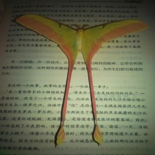 Stream NEON KITCHEN II (PRESENTED IN Hi - Fi) by Trolleycat/lugubrious ...