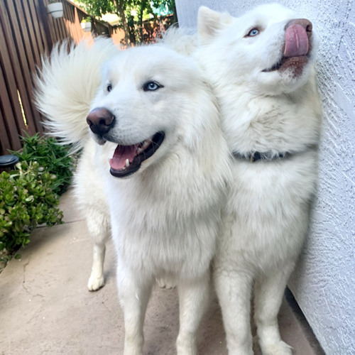 Stream Mehfil - Diljit by Duke Sidhu | Listen online for free on SoundCloud