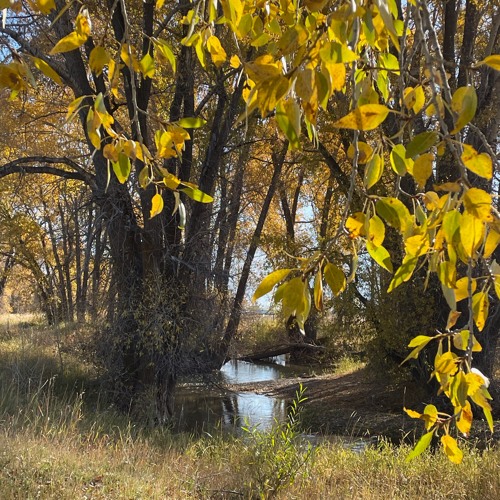 Stream Nov 2022 SVUC RadioSpot by Ingrid Shaw | Listen online for free ...