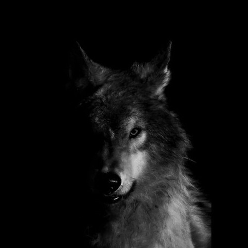 Stream Ep. 55 - Sinte barn by Når ulven kommer | Listen online for free ...