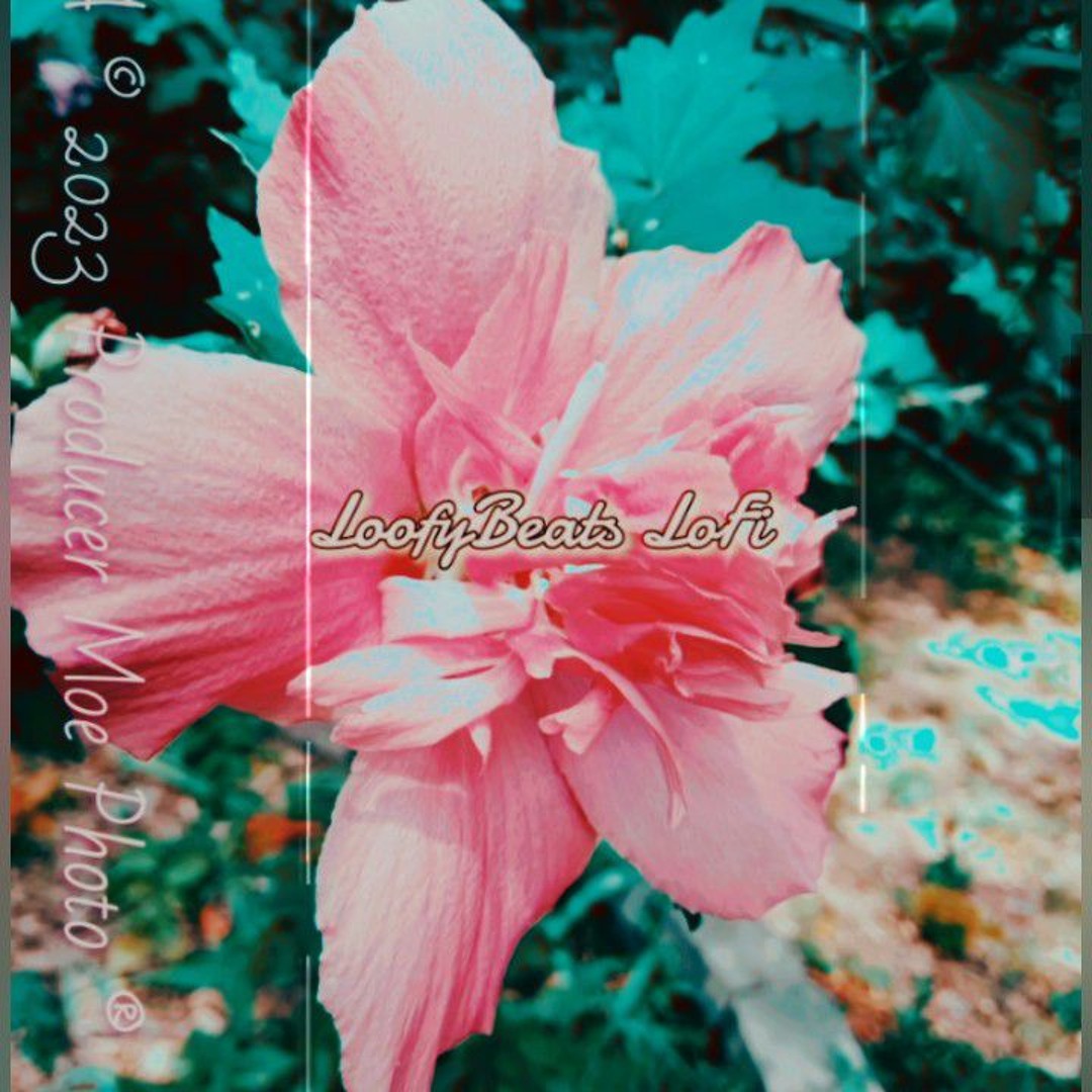Stream Producer Moedax® | Listen to LoofyBeats Productions® playlist ...