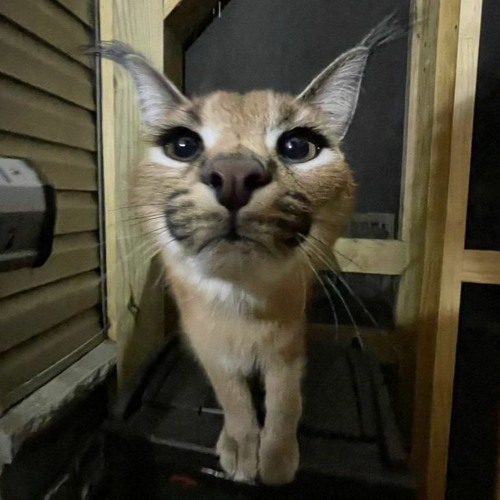 Stream floppa staring contest by luckyy | Listen online for free on ...