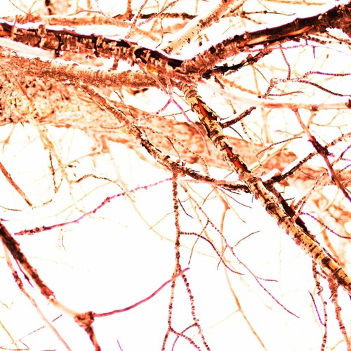 Stream Algorithm by Roberto David Rusconi | Listen online for free on ...