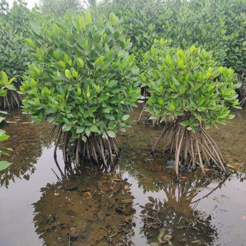 Stream episode Mangroves By Dr. Ilangovan by J.murali podcast | Listen ...