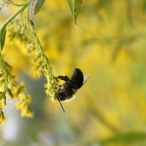 Stream Structural Mind Engine - Subtilia (remastered 2024) by Pentatrax MT projects | Listen ...