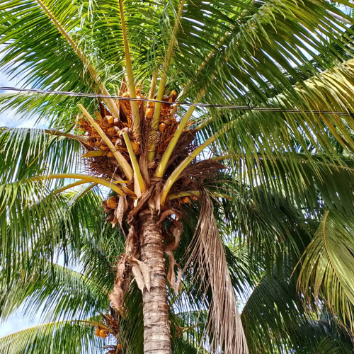 Stream Mix De La Naturaleza by El Caspr | Listen online for free on ...