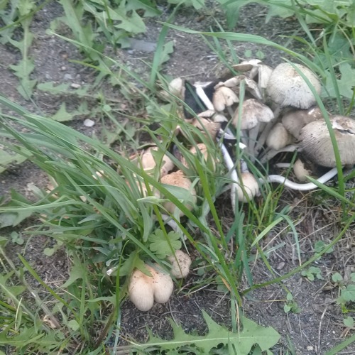 Stream Pee King Duck by The Blue Glow Zombies | Listen online for free ...