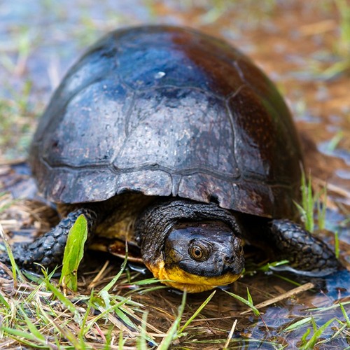 Stream Panhandle Afield: Animals of the Wildcat Hills Nature Center by ...
