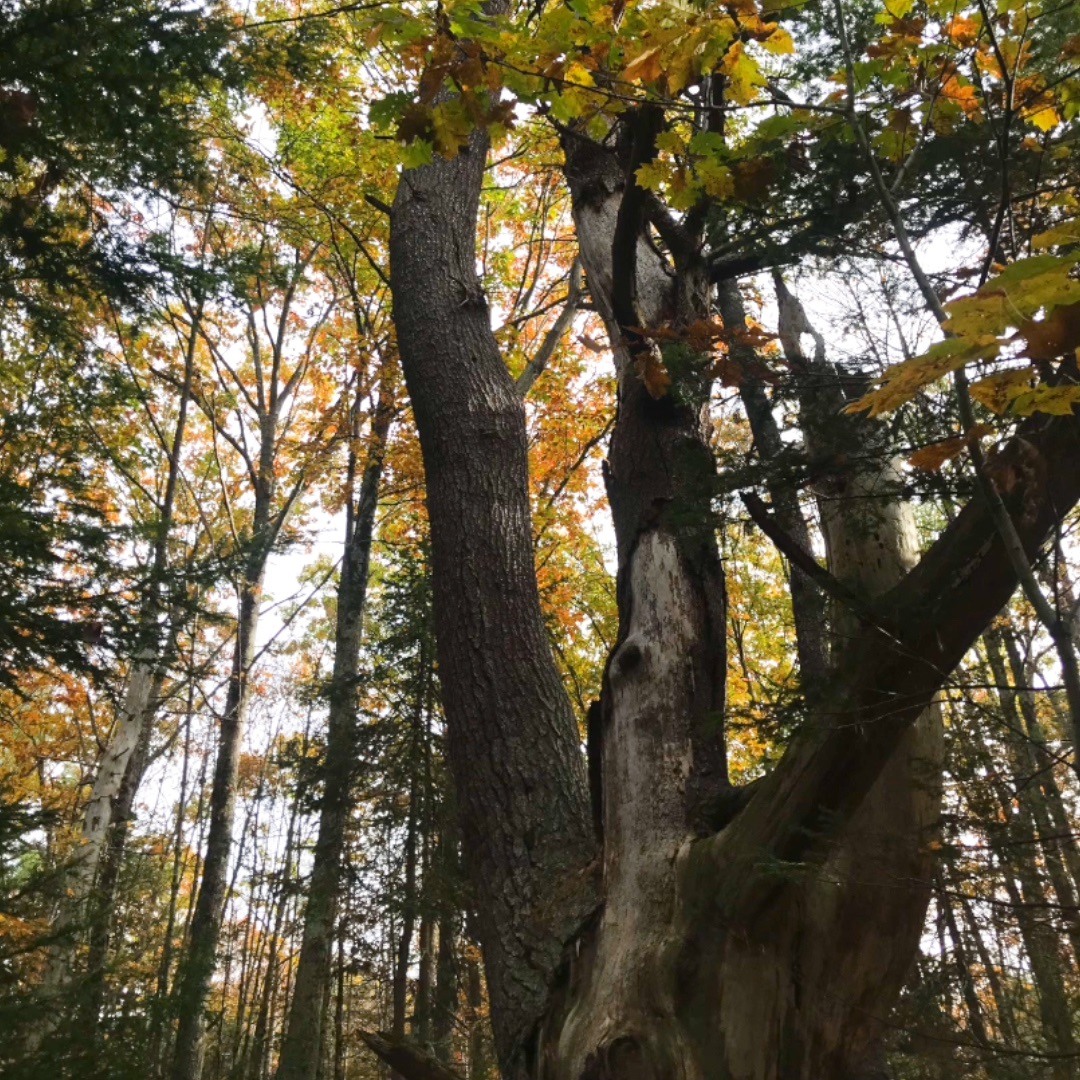 Stream Revisit: Jeffrey Ryan - Ode To An Old Pine by Nature Revisited | Listen online for free ...