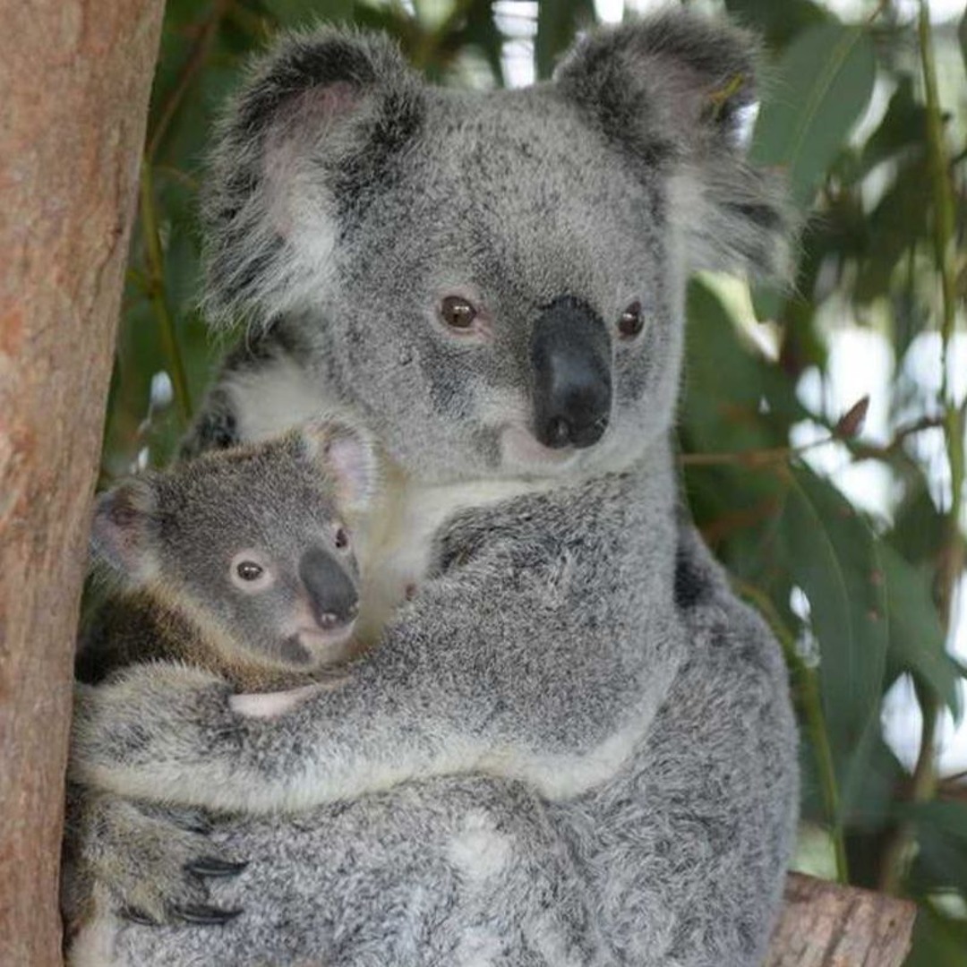 Stream Mothers Day In The Animal Kingdom. by Let's Talk Animals with ...