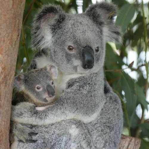 Stream Mothers Day In The Animal Kingdom. by Let's Talk Animals with ...