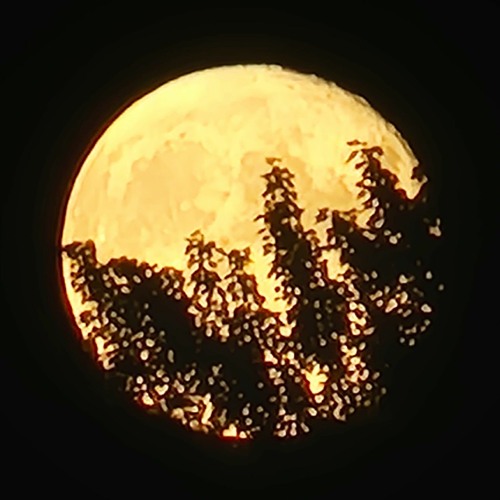 Stream August Hope 22 by Larry Nusbaum | Listen online for free on ...