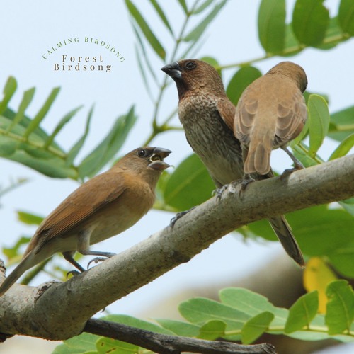 Stream The Family Tree by Forest Birdsong | Listen online for free on ...