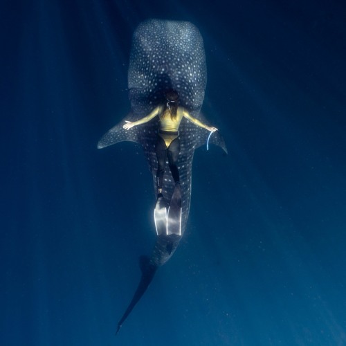 Stream Pearl Diver (feat. lyrics by Doug Haberman) by Kate Stanton ...