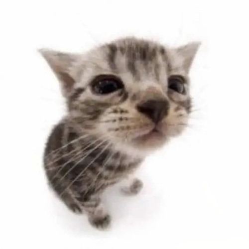 Stream kitten sniffing screen by Mono 💀💀💀 | Listen online for free on ...