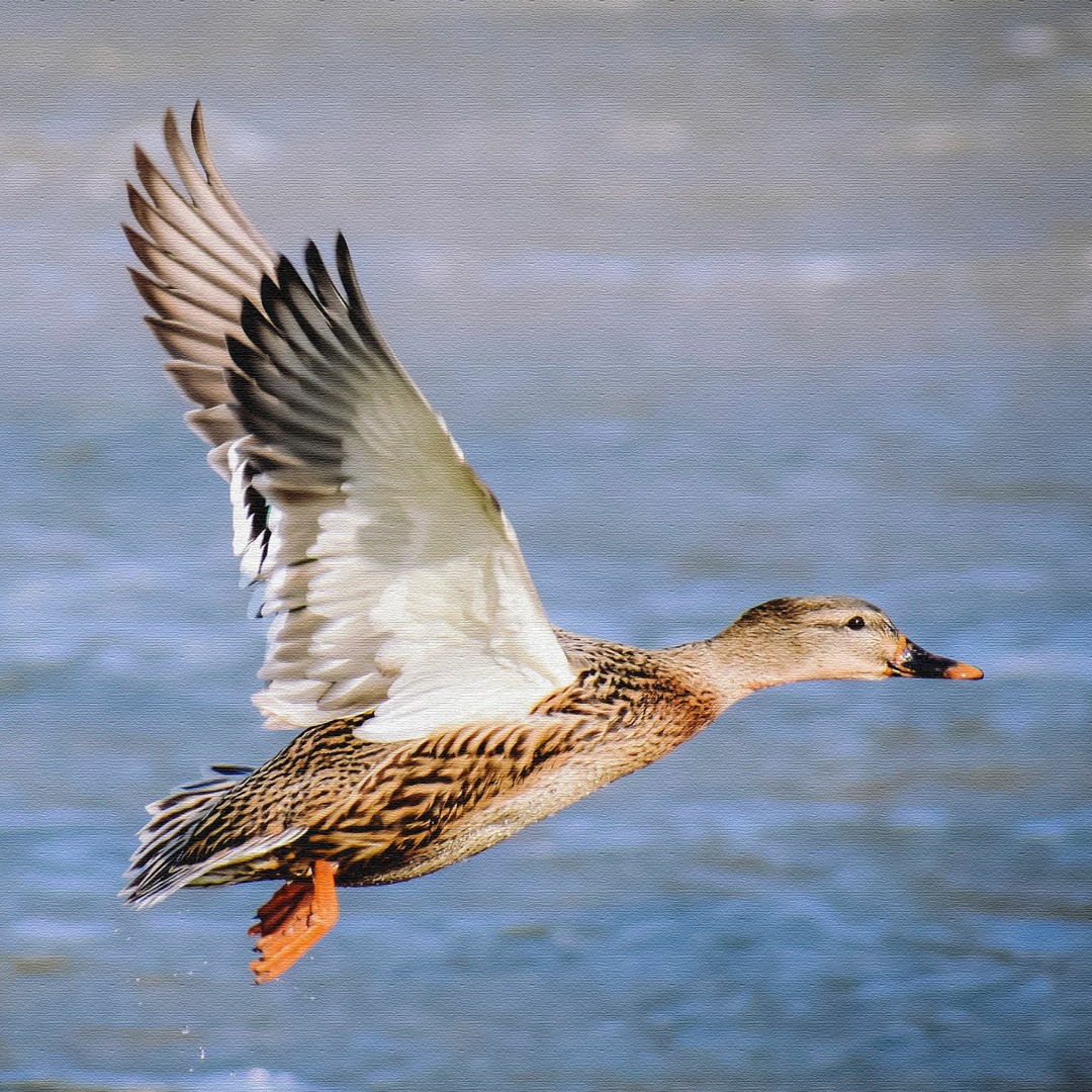 Stream Debba - Theories by Debba | Listen online for free on SoundCloud