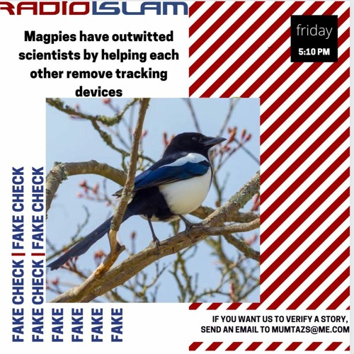 Stream Fake Fact Chack - Magpies Have Outwitted Scientists by Helping ...