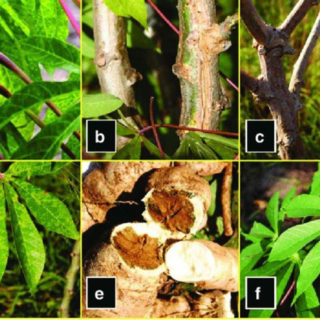 Stream episode Disease resistant genetically modified cassava.mp3 by ...
