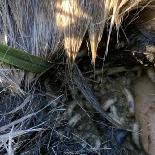 Stream Kadaver 2 Zo 21 - 4-24 — Edit by omroepGLD | Listen online for ...