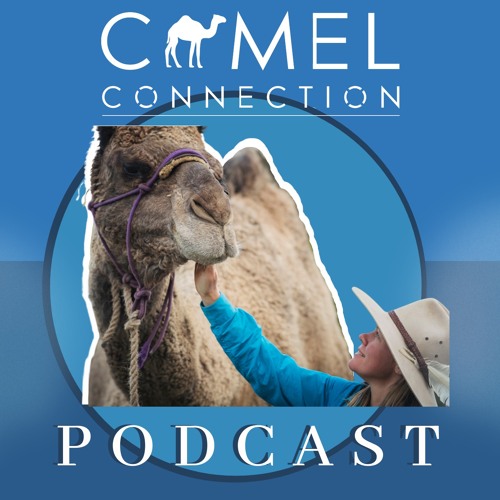 Stream World Camel Day: Treats Your Camel Will Love by Camel Connection ...