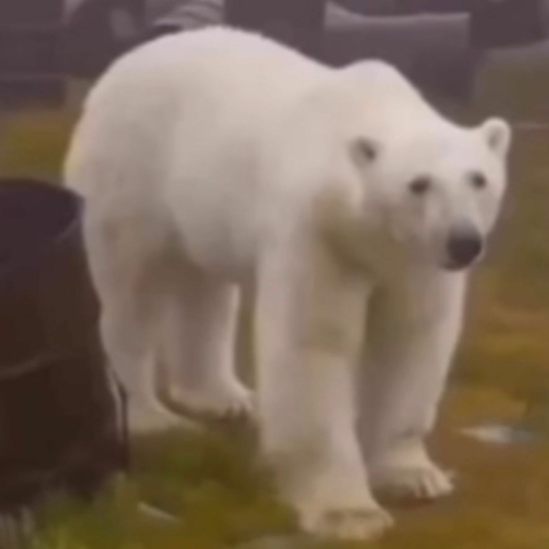 Stream Lil God Dan X Paulie Leparik - Mirage by Lil God Dan 👼 | Listen ...