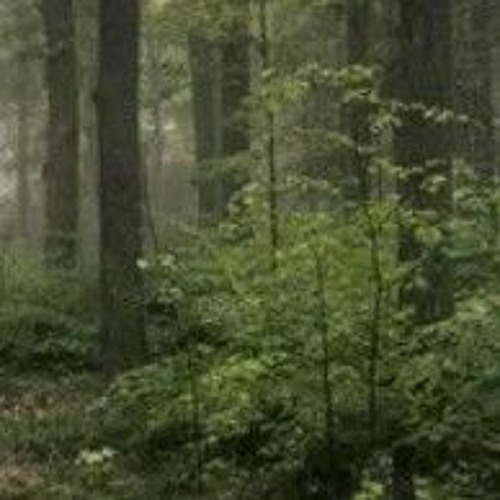 Stream Misty Morning by Logyn LoRusso | Listen online for free on ...