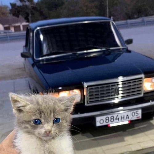 Stream Kavkaz Style (Slowed Remix) by vladi4ok | Listen online for free ...