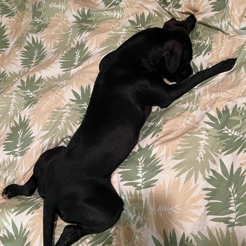 Stream quick draw by hardheaded | Listen online for free on SoundCloud