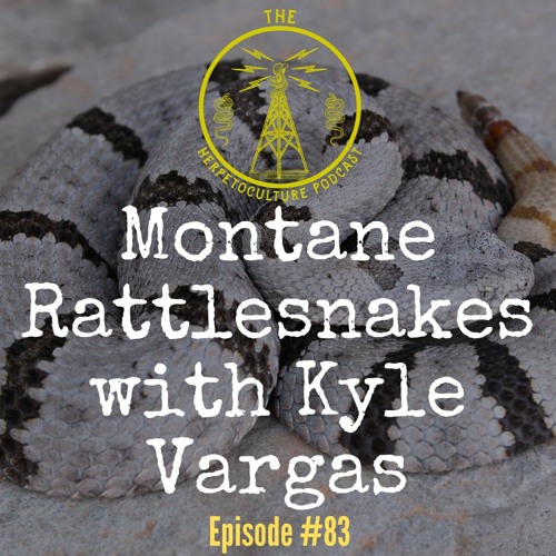 Stream Montane Rattlesnakes with Kyle Vargas! by The Herpetoculture ...
