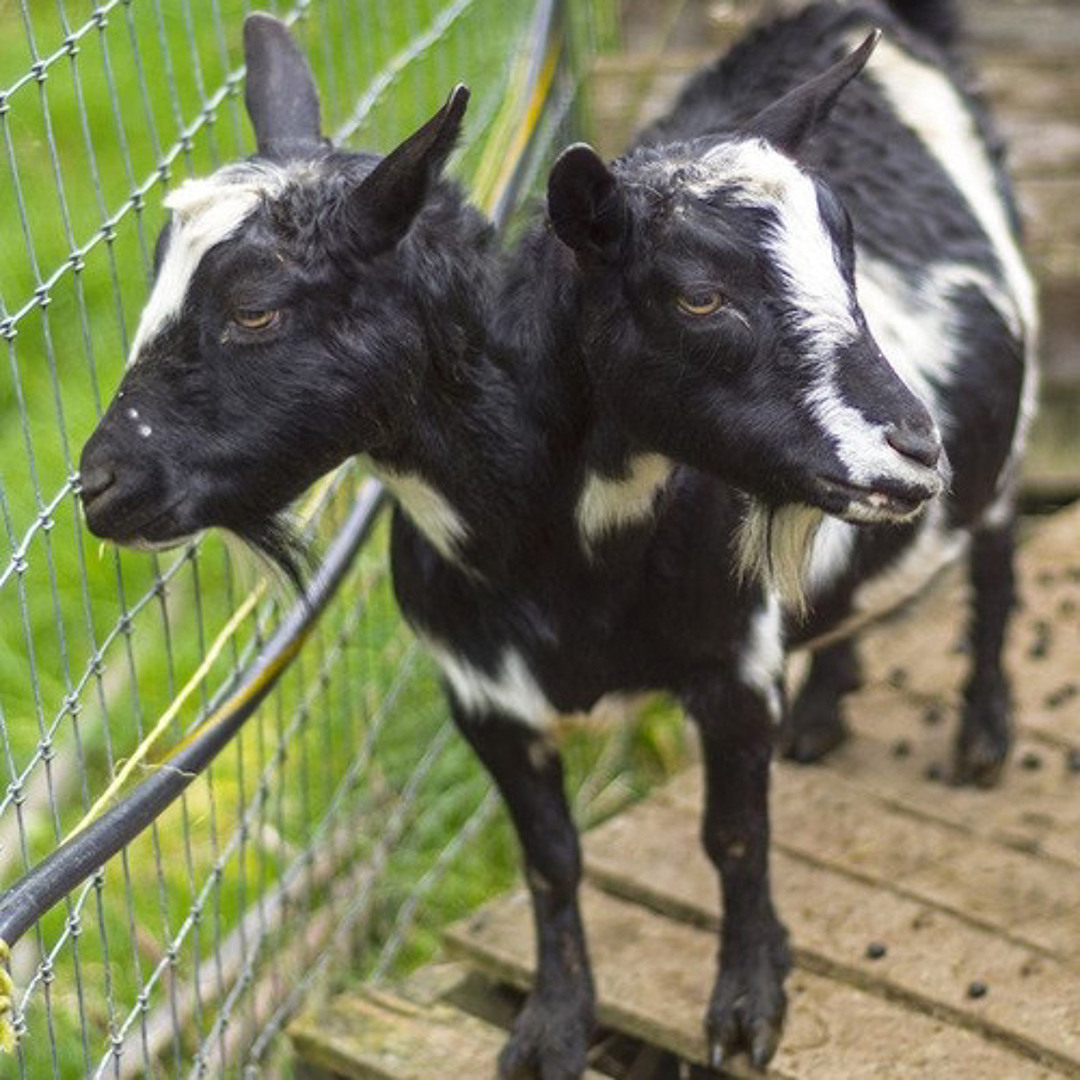 Stream Zovile x Vezz - Turnt Fr by Zovile | Listen online for free on ...