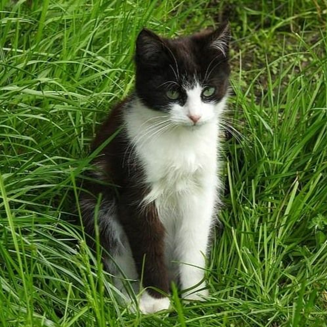 Stream notlieu - can't get out (fromtheheart) by NOT notlieu | Listen ...