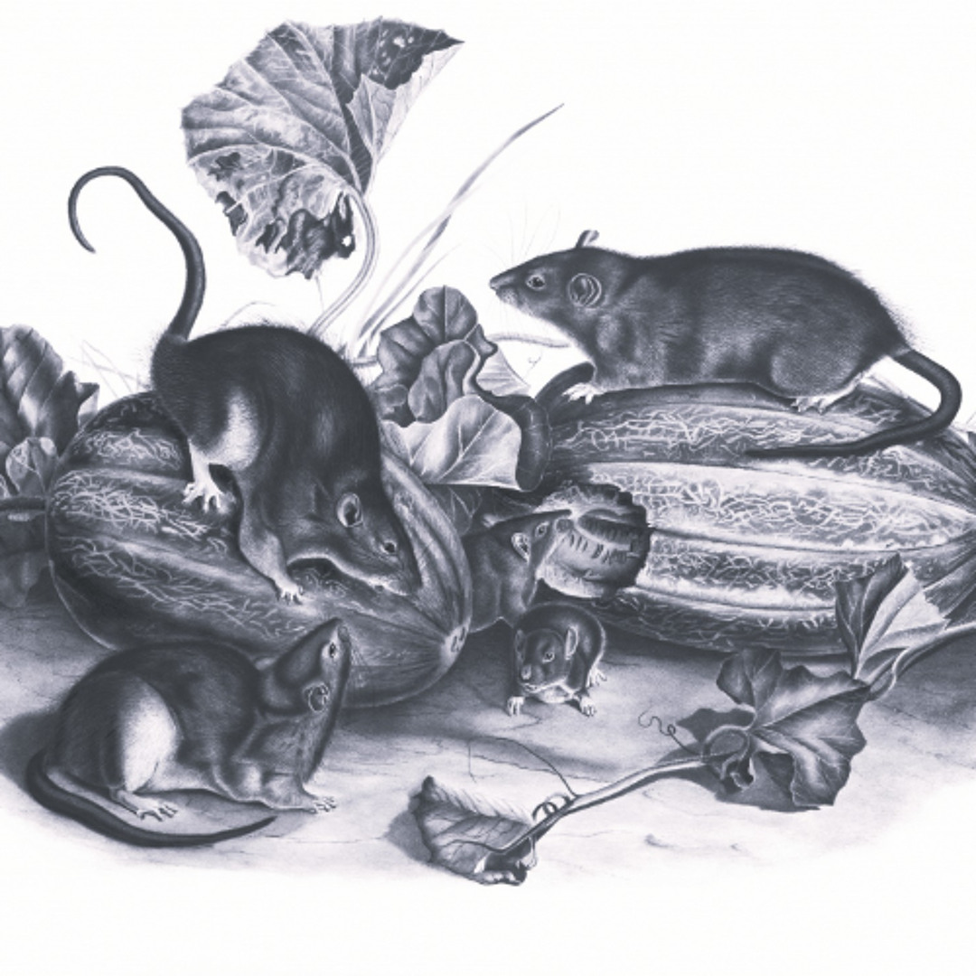 Stream Call Me (Colonel Faceless) by easy Sunday jazz | Listen online ...