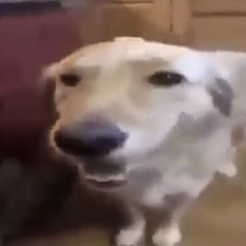 Stream butter dog by tiff | Listen online for free on SoundCloud