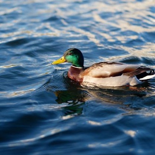 Stream Relato Acustico by Shaiel Taiah | Listen online for free on ...