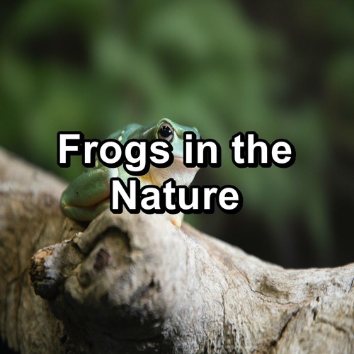 Stream Relaxing Frogs Marsh Sound by Nature Recordings | Listen online ...