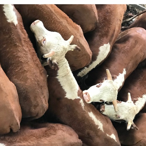 Stream Cutting meat processing by Libby Price | Listen online for free ...