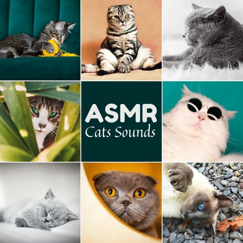 Stream ASMR Cats Sounds by ASMR Sounds Clinic | Listen online for free ...